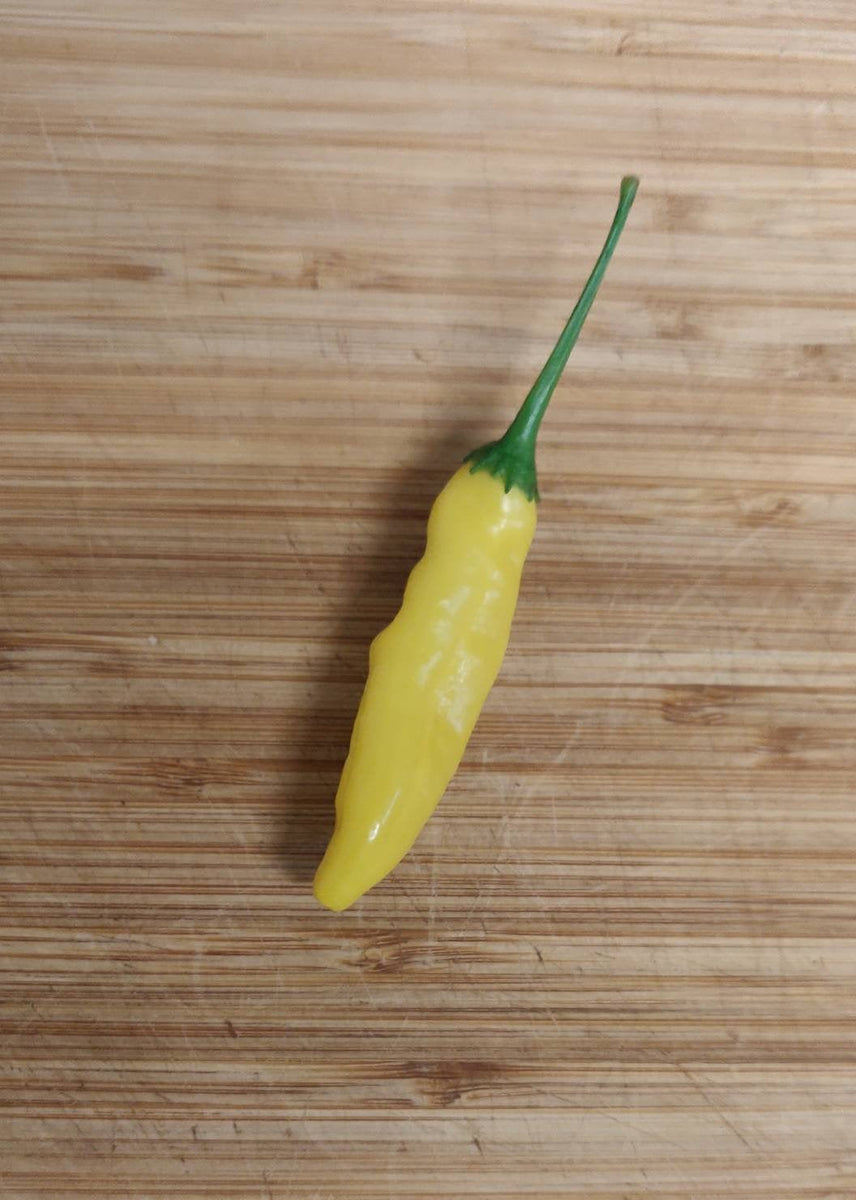 10 Organic handpicked lemon drop chilli seeds – Woody's Wondrous Chillies
